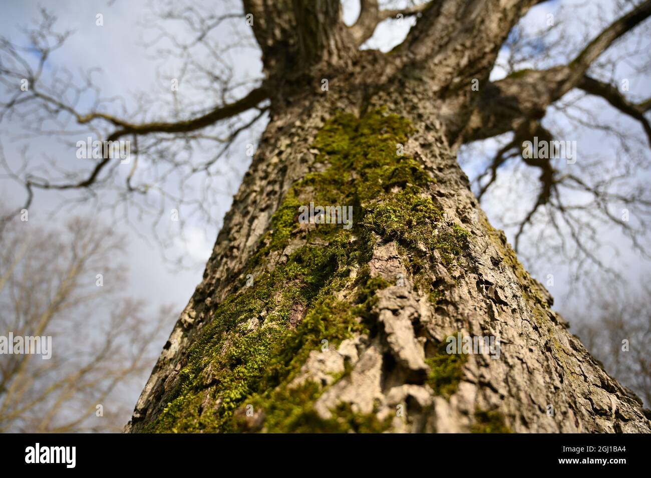 Walnut tree in fall, winter, covered in green moss Stock Photo - Alamy