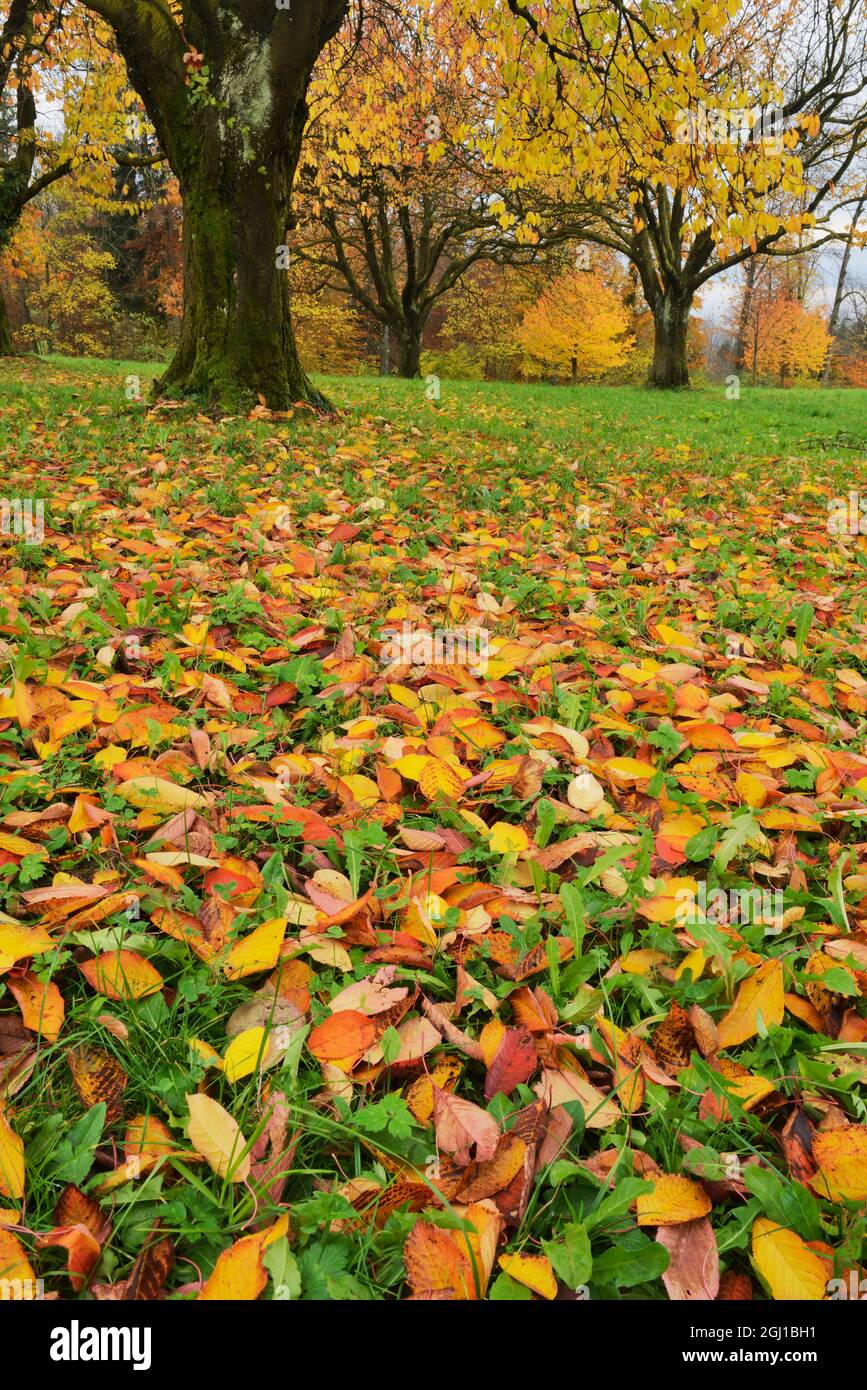 Cherry tree (Prunus sp.), fall colors in orchard, Zug, Switzerland ...