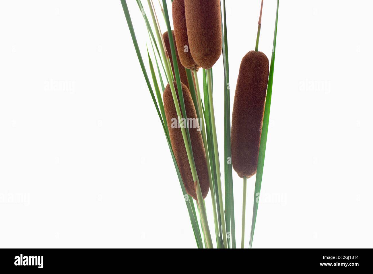 Cattail stem hi-res stock photography and images - Alamy