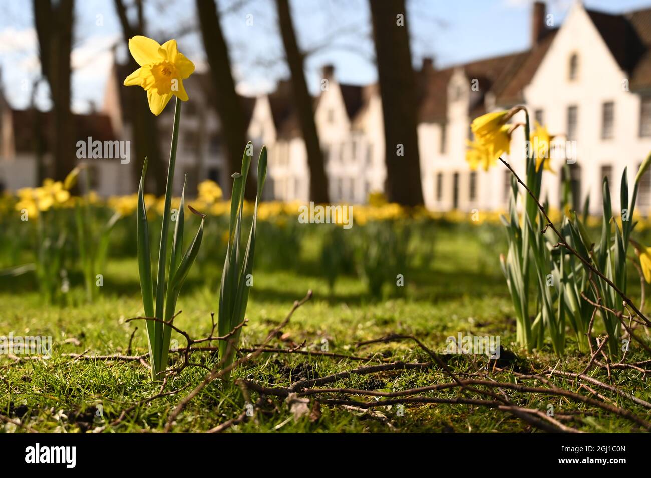 Spring Flowers In Bruges Belgium High Resolution Stock Photography and ...