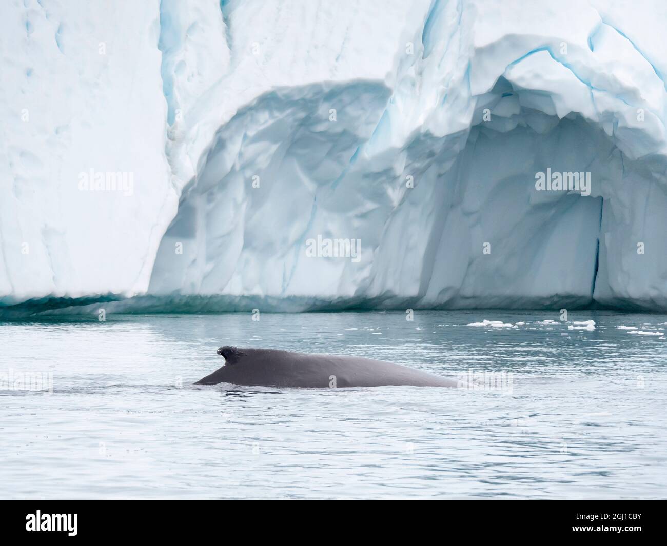 Humpback whale in front of icebergs at the mouth of the Ilulissat ...