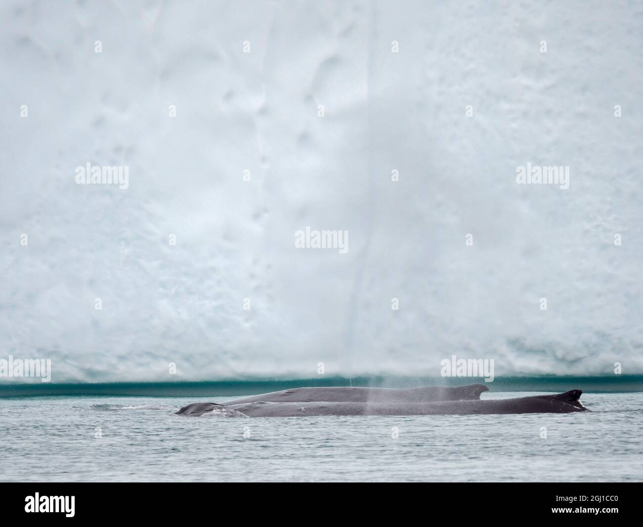 Humpback whale in front of icebergs at the mouth of the Ilulissat ...