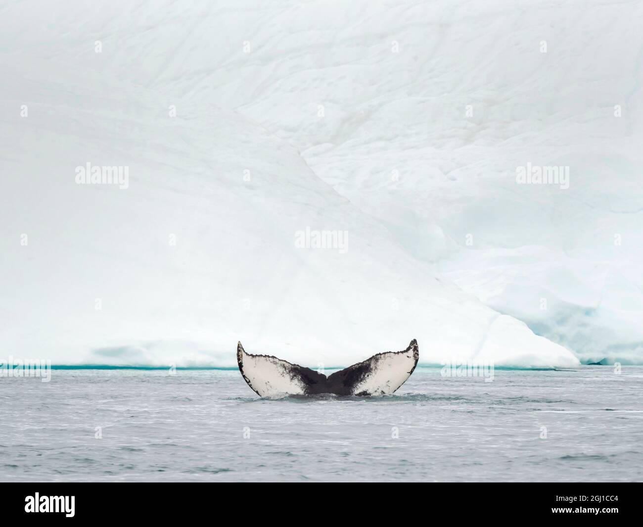 Humpback whale in front of icebergs at the mouth of the Ilulissat ...