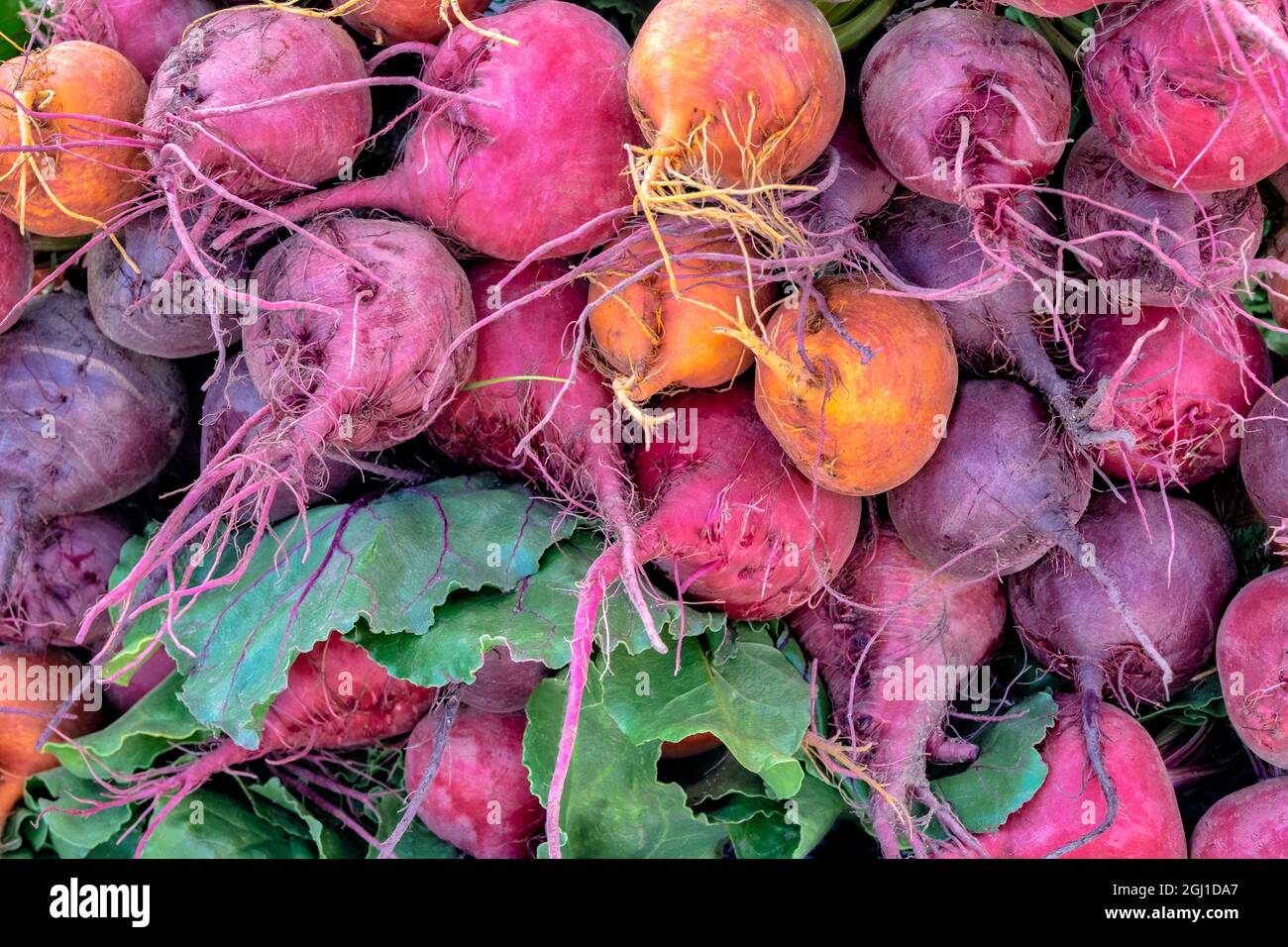 Gold beets hi-res stock photography and images - Alamy