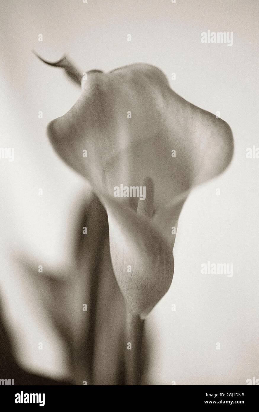 Sepia lily flower hi-res stock photography and images - Alamy