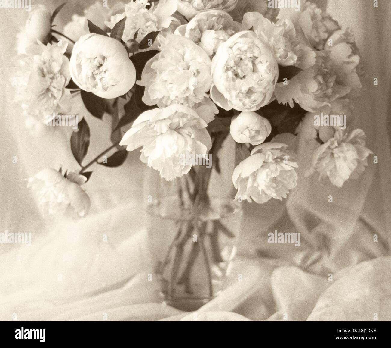 Sepia tone flower hi-res stock photography and images - Alamy