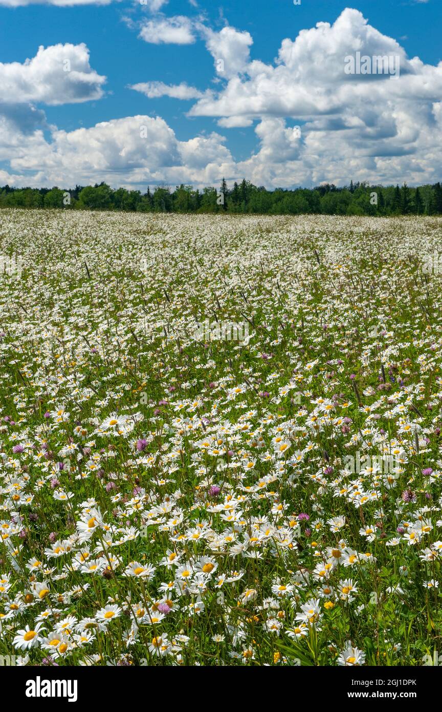 Canada. Field of common daisy flowers Stock Photo - Alamy