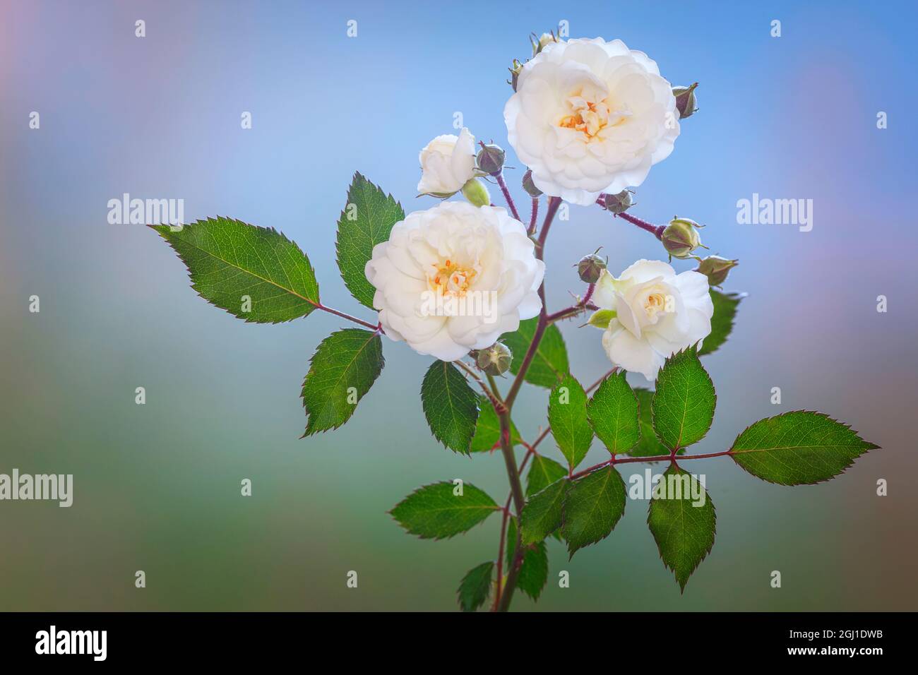 White fairy rose flowers and leaves Stock Photo - Alamy
