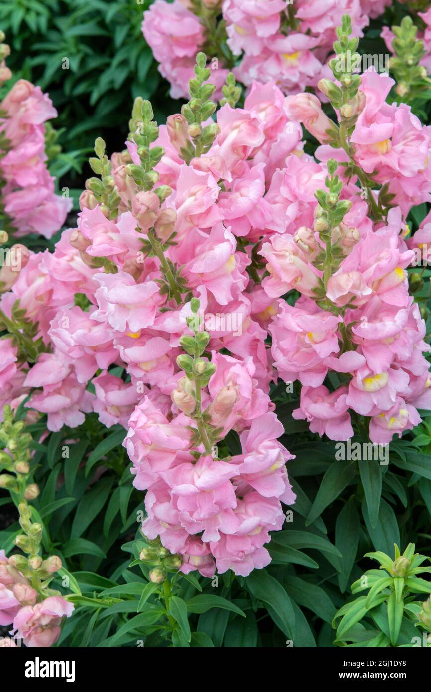 Pink snapdragons, USA Stock Photo - Alamy