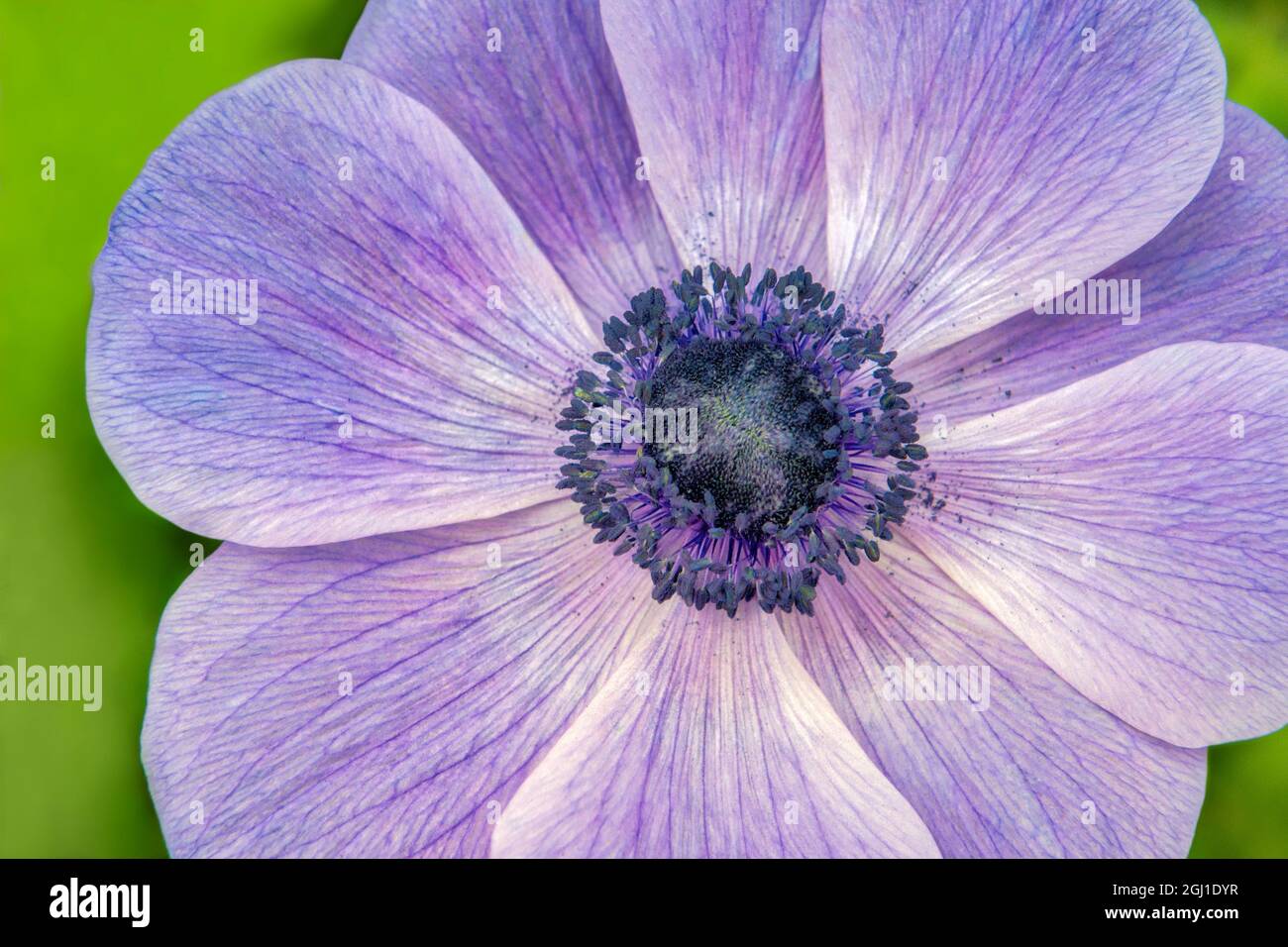 Poppy-flowered anemone, USA Stock Photo - Alamy