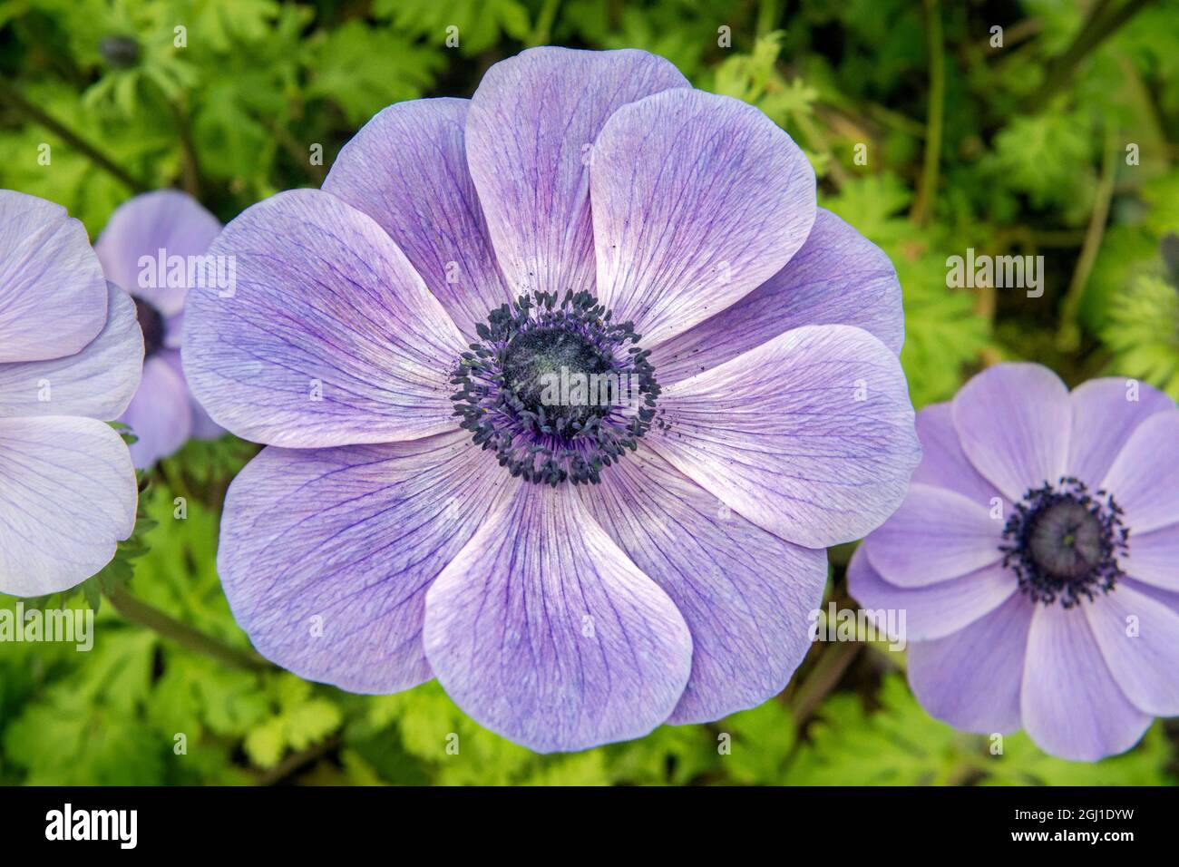 Poppy flowered anemone hi-res stock photography and images - Alamy