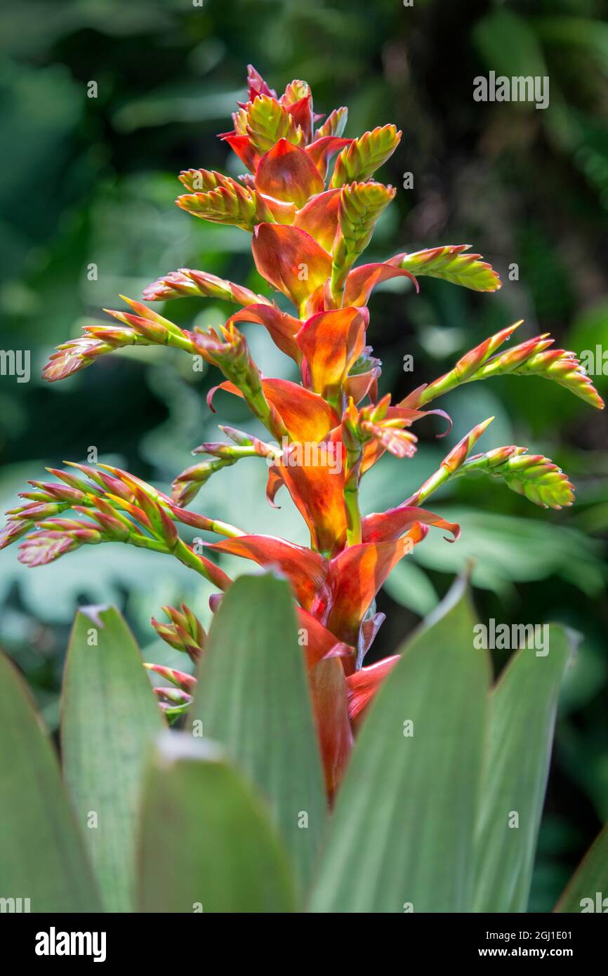 Giant alcantarea hi-res stock photography and images - Alamy