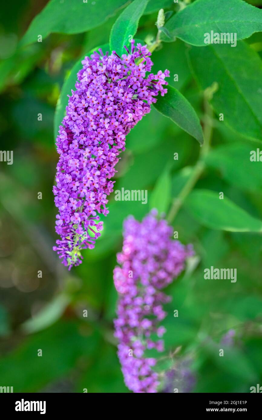 Purple butterfly bush, USA Stock Photo - Alamy