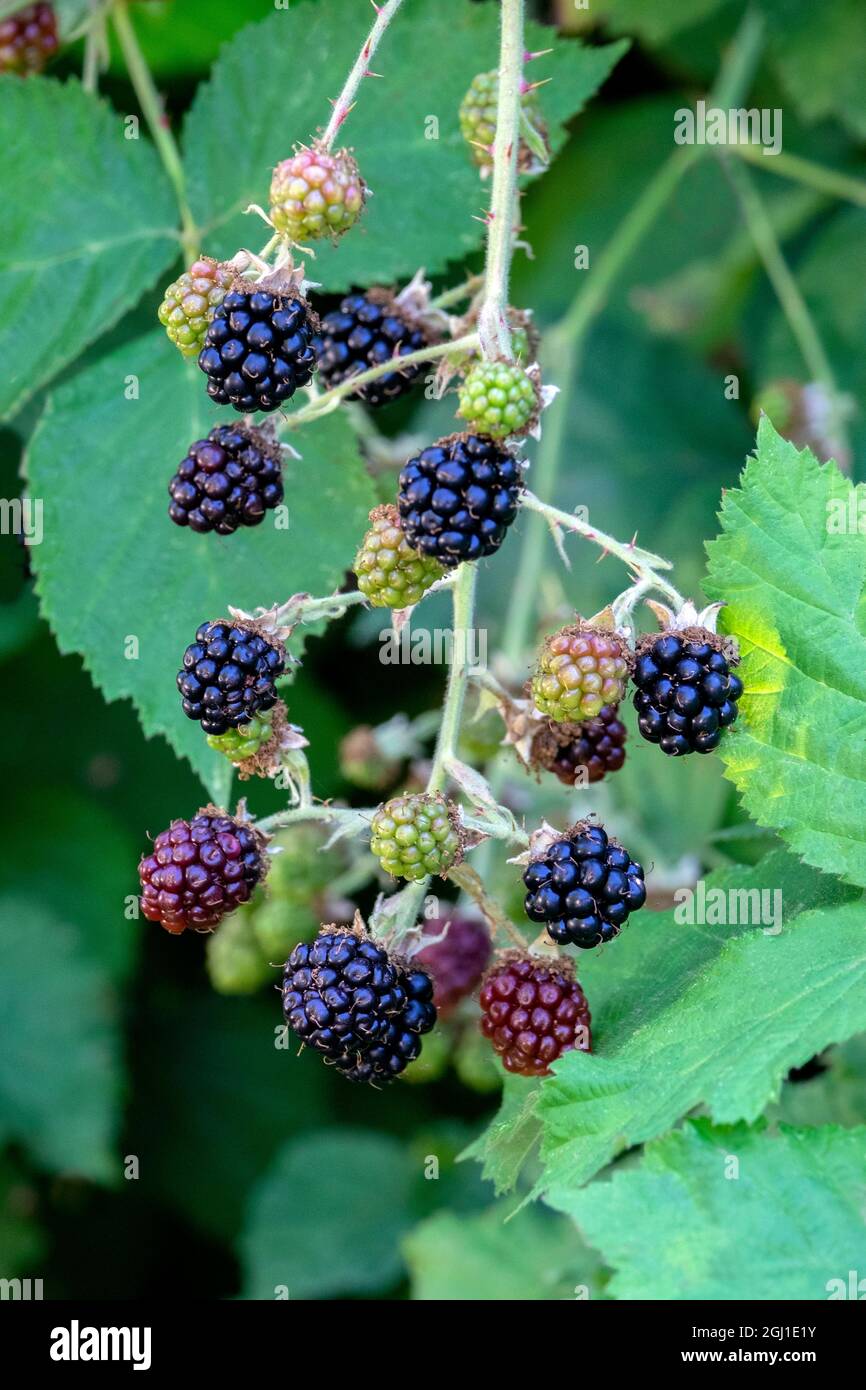 Plump blackberries hi-res stock photography and images - Alamy