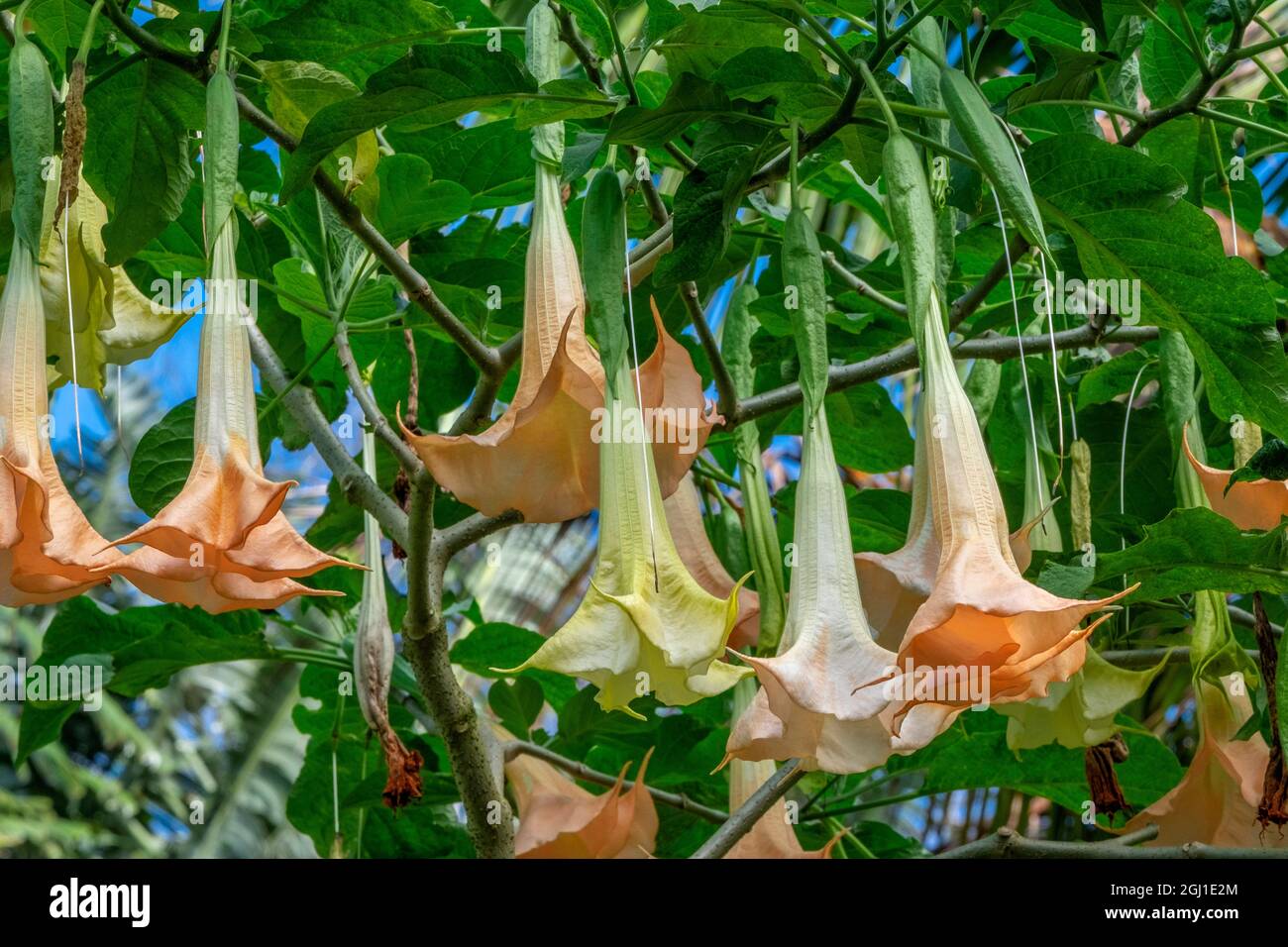 Angels trumpet tree hi-res stock photography and images - Alamy