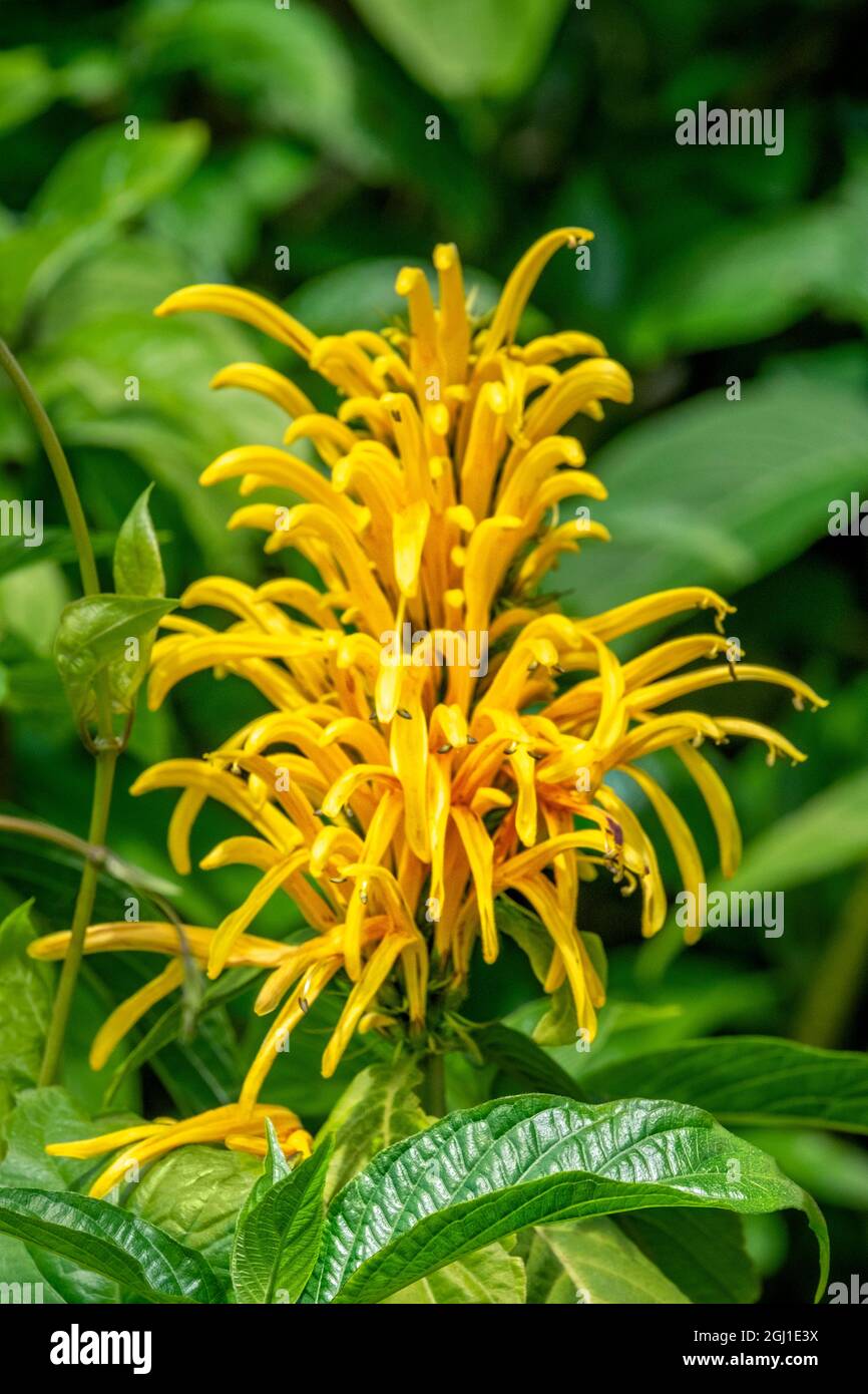 Brazilian plume flower Stock Photo - Alamy