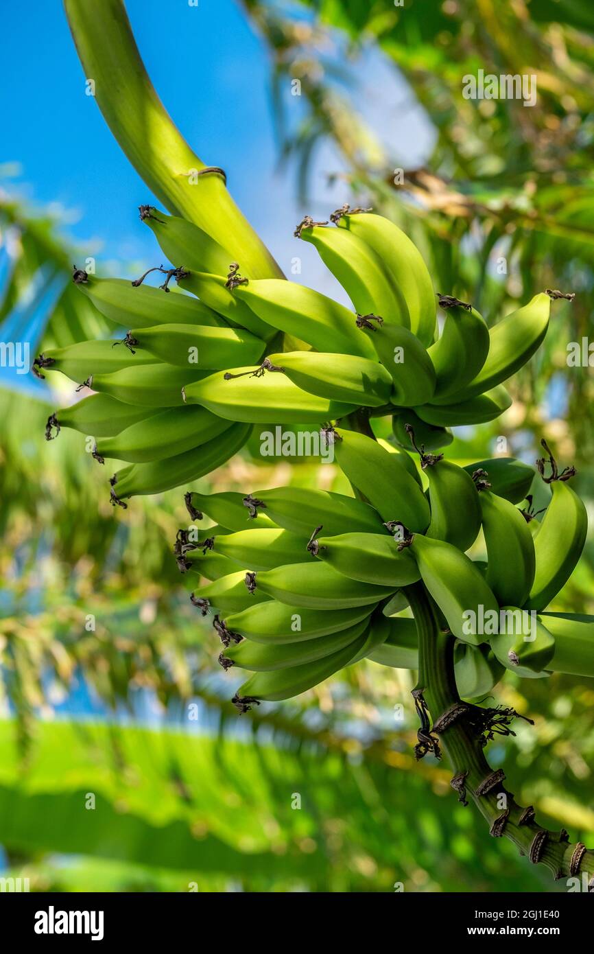 Bunch of bananas on tree Stock Photo - Alamy