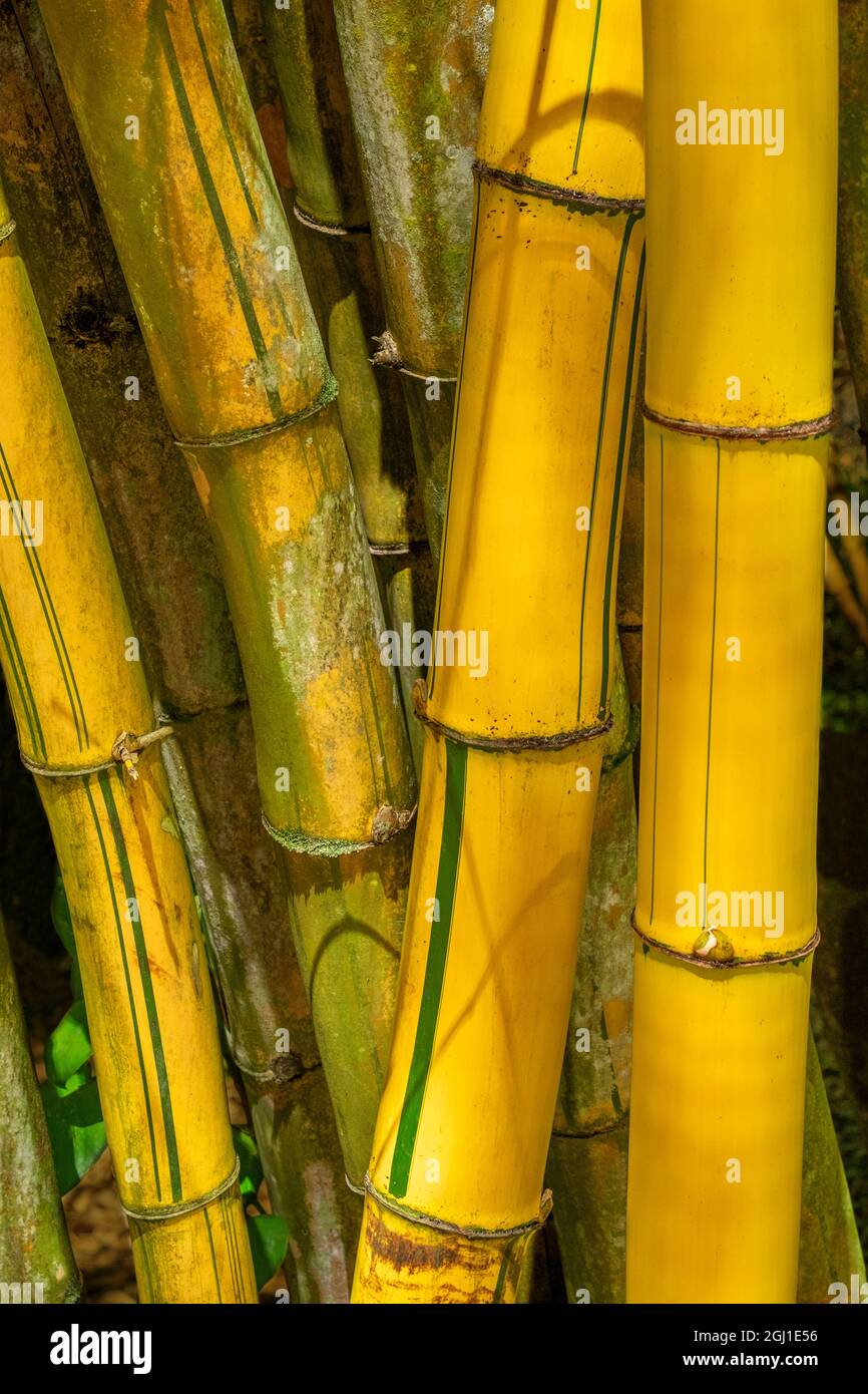 Golden yellow stem bamboo hi-res stock photography and images - Alamy