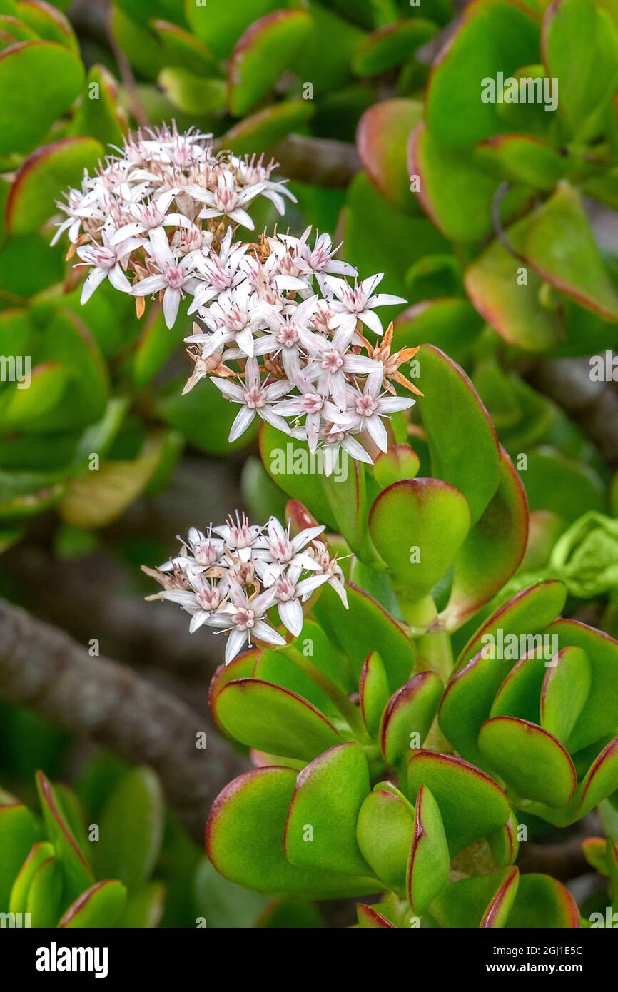 Tree stonecrop hi-res stock photography and images - Alamy