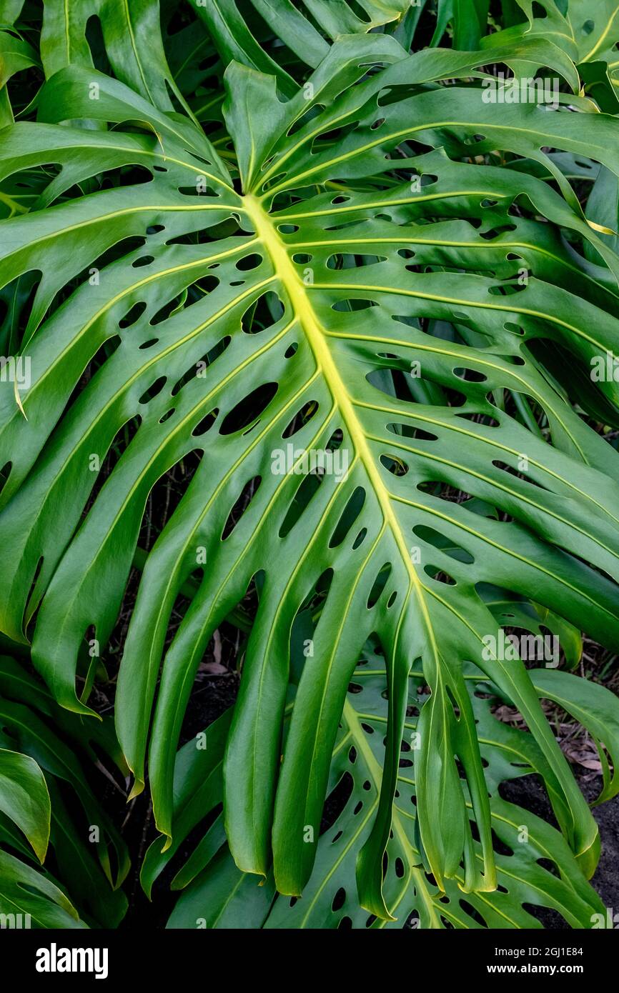 Holey plant hi-res stock photography and images - Alamy