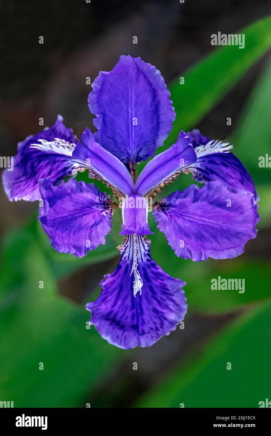 Wall iris hi-res stock photography and images - Alamy