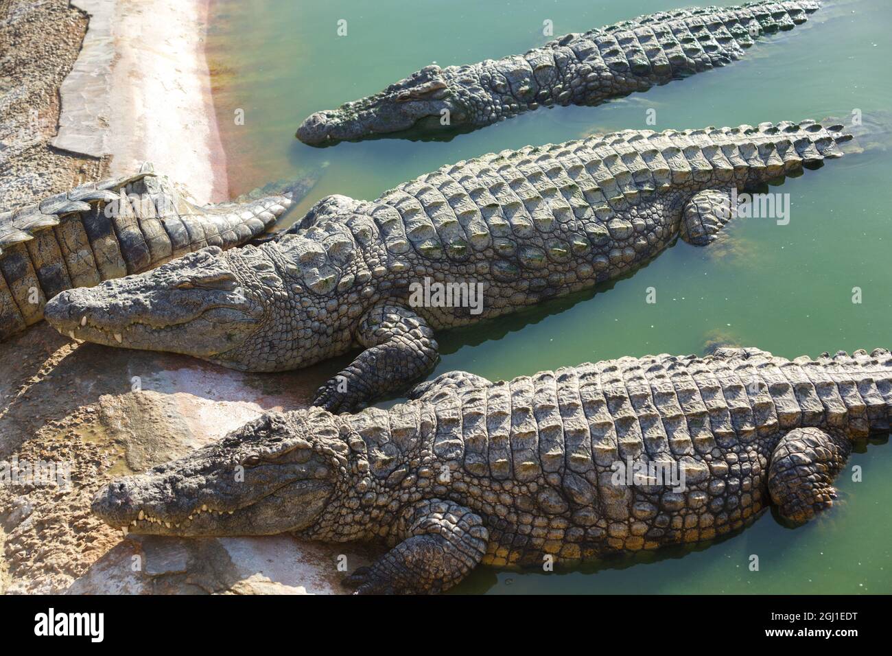 Many crocodiles bask in the sun. Crocodile in the pond. Crocodile farm ...