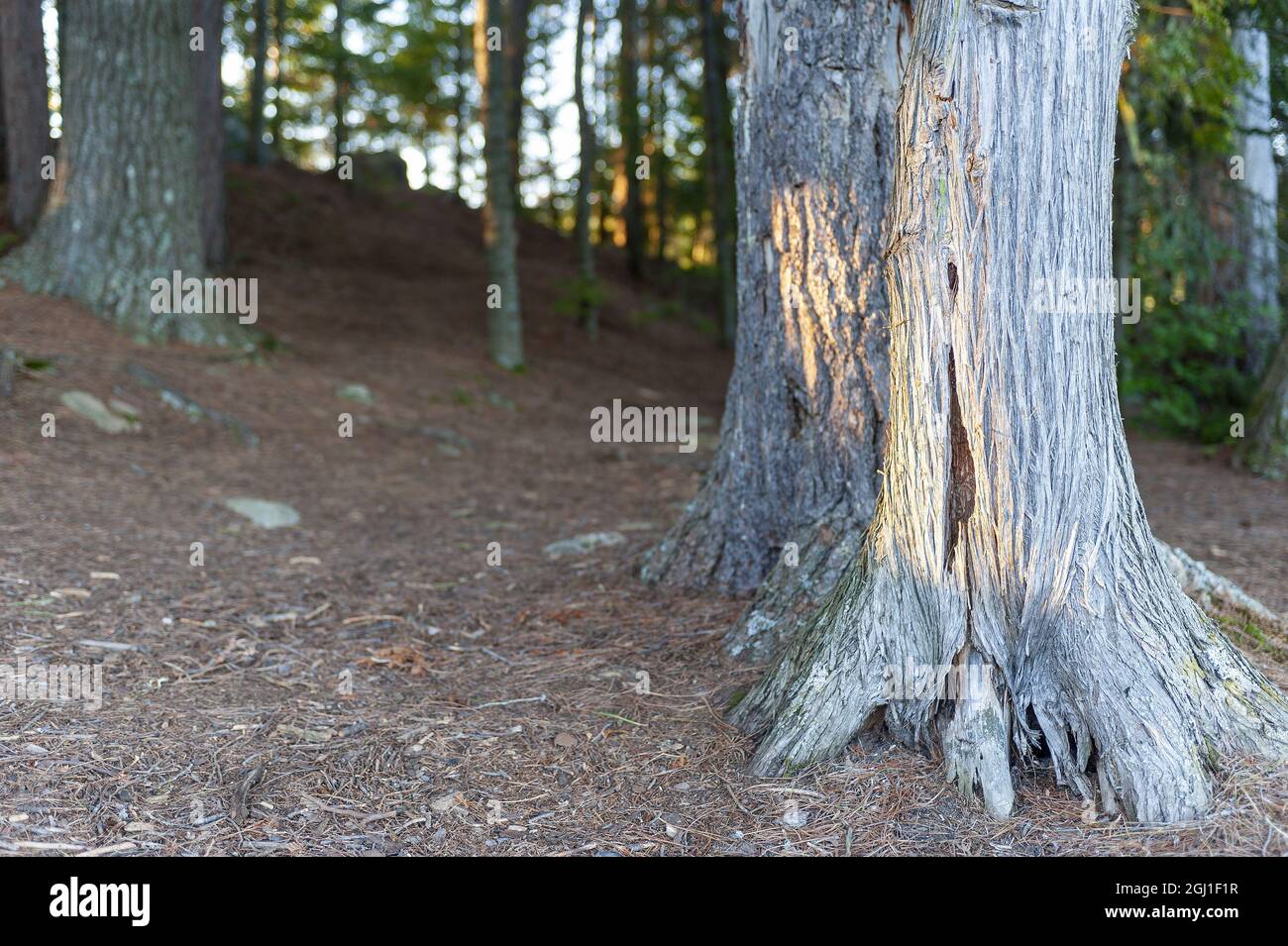 Cedar trees and shadows hi-res stock photography and images - Alamy