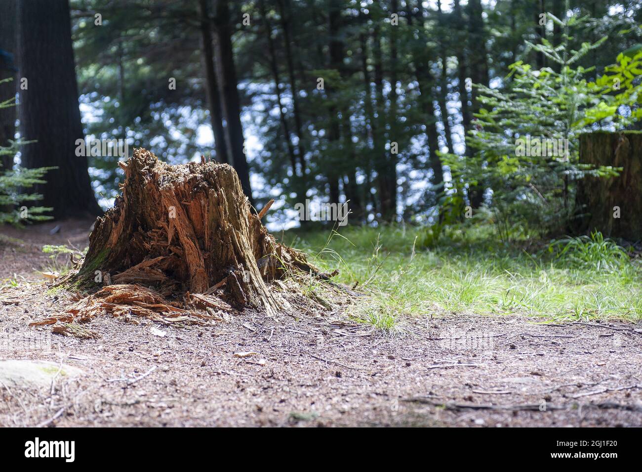 Rotted floor hi-res stock photography and images - Alamy