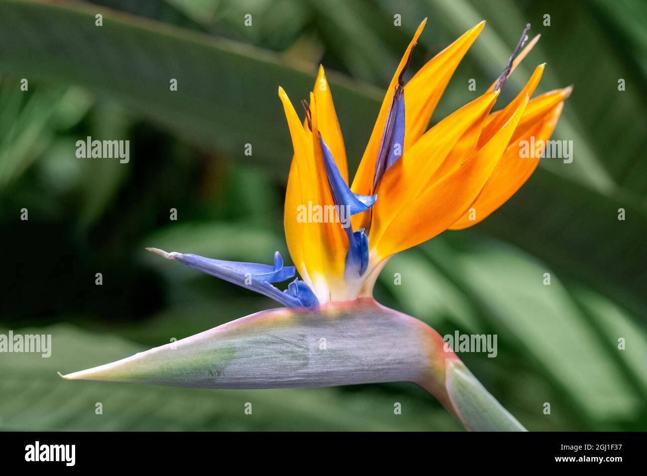 Orange blue bird paradise hi-res stock photography and images - Alamy
