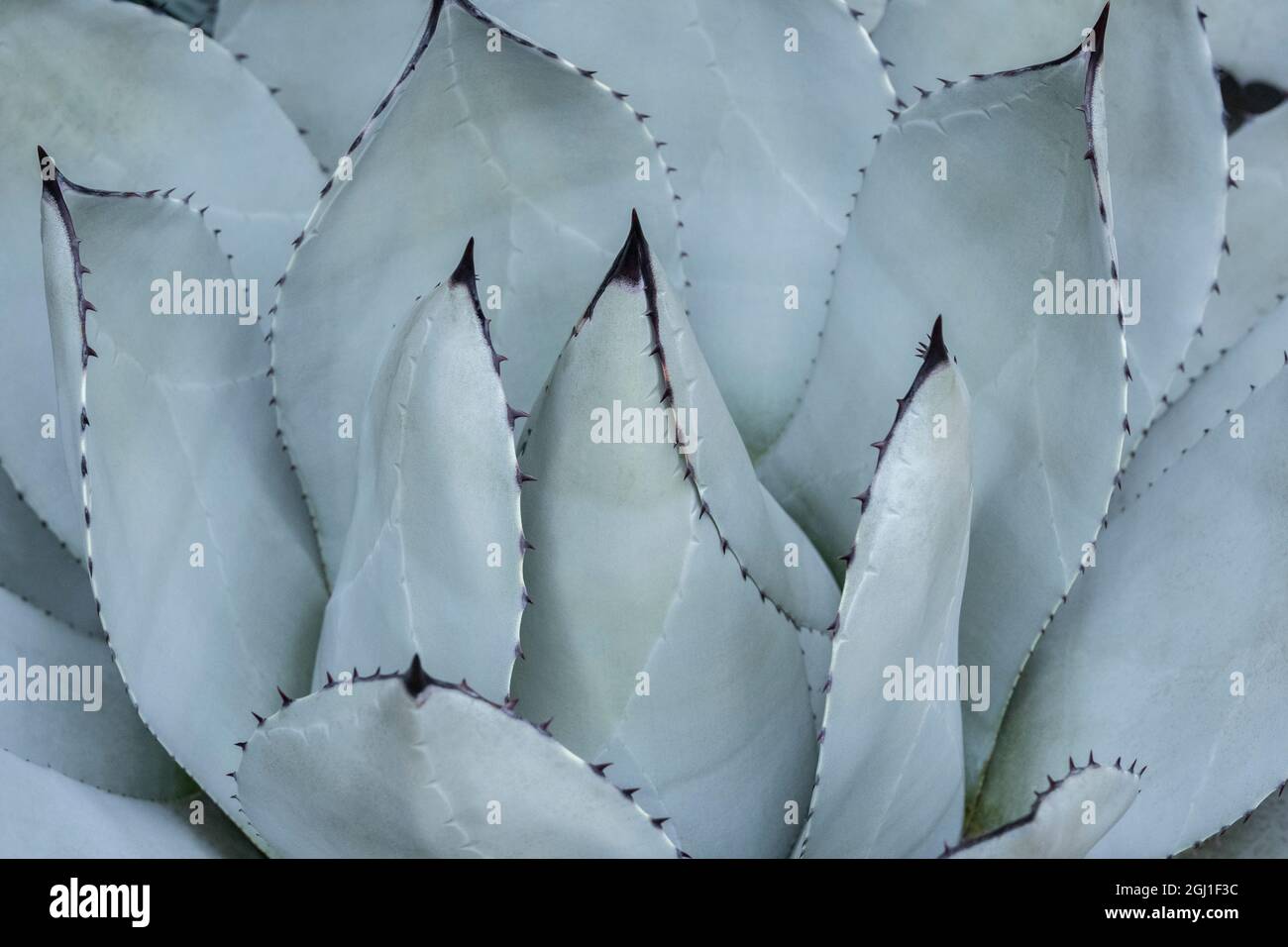 Parry's Agave High Resolution Stock Photography and Images - Alamy
