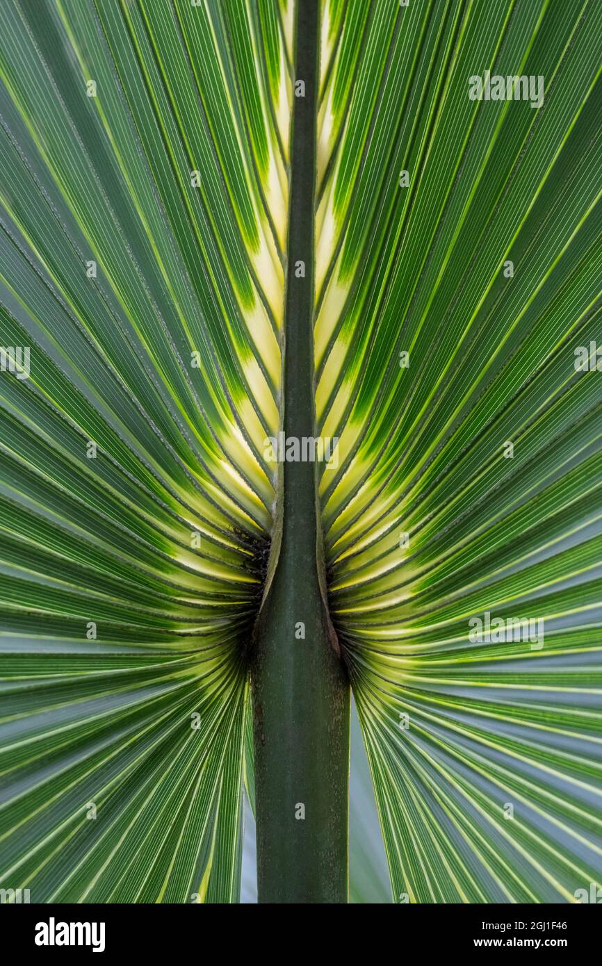 Cabbage Palm, Florida Stock Photo - Alamy
