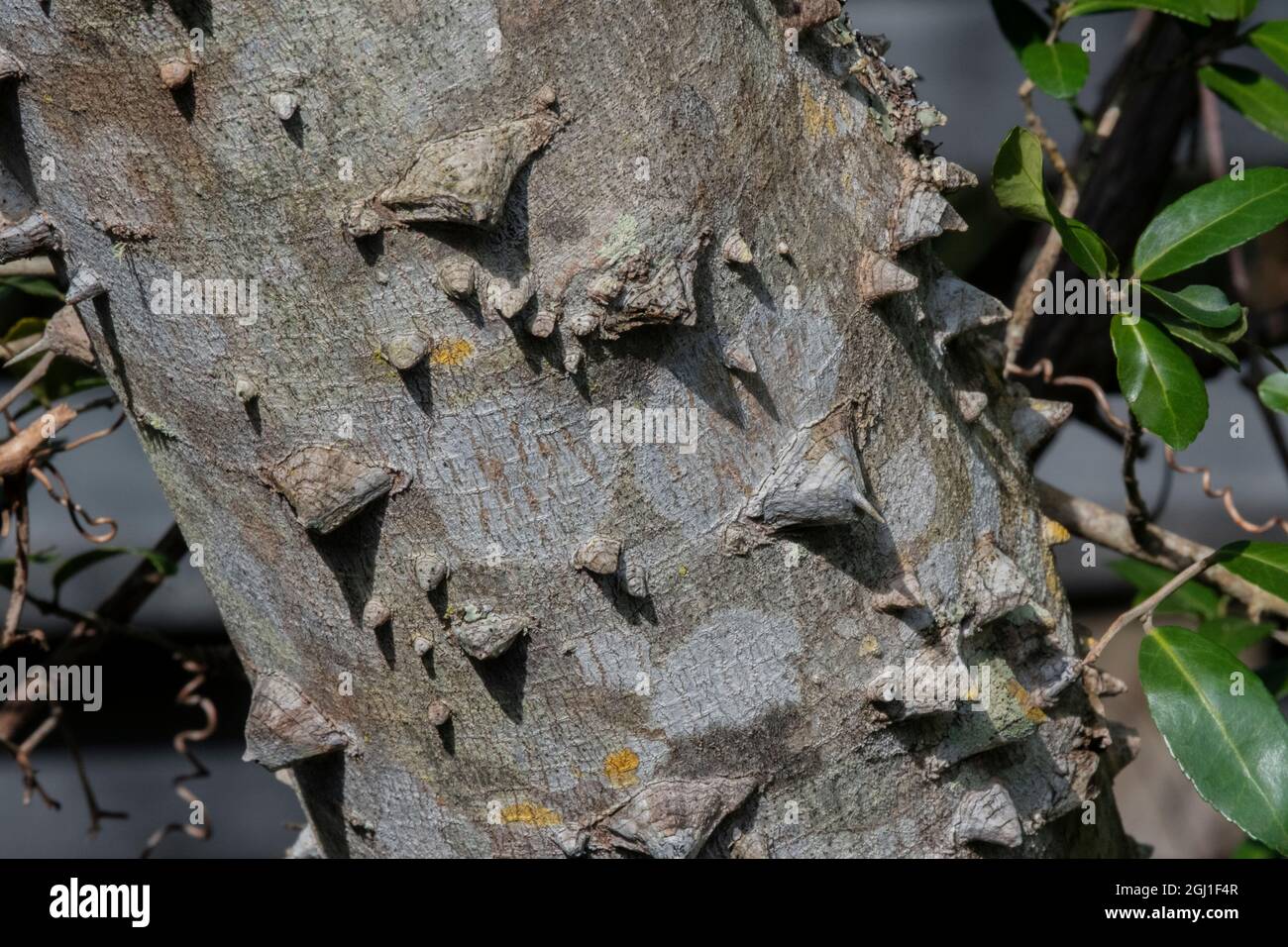 Bark on a Hercules Club tree, Florida Stock Photo - Alamy