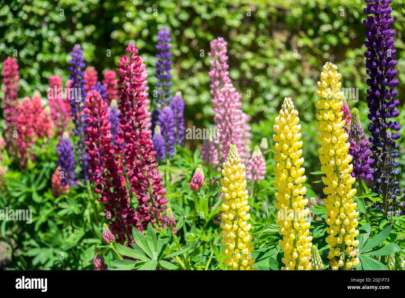 Showy panicles hi-res stock photography and images - Alamy