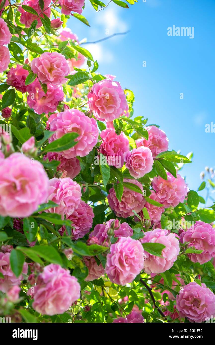 Pink Rose bush, USA Stock Photo - Alamy