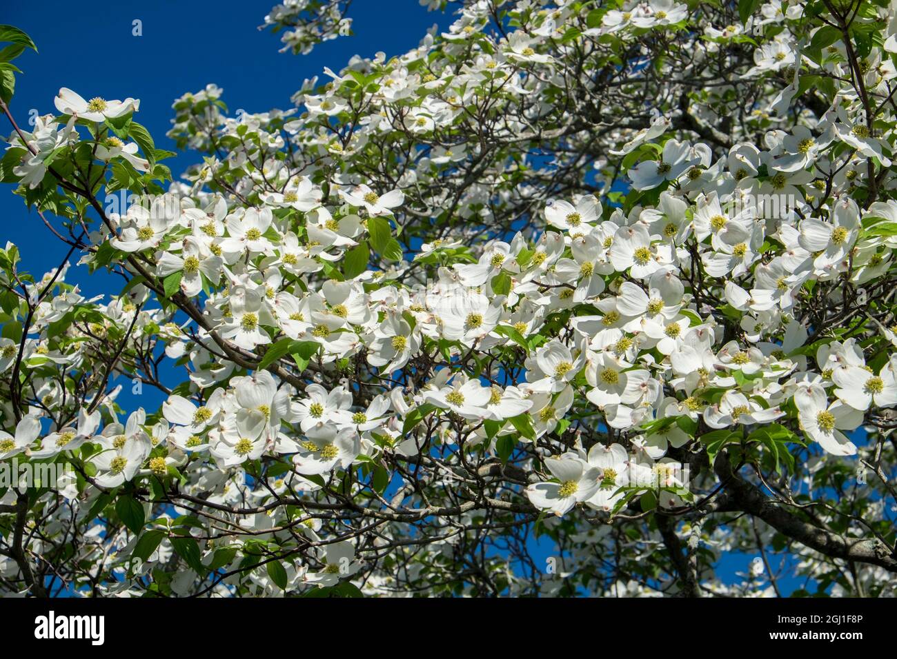 White dogwood tree hi-res stock photography and images - Alamy