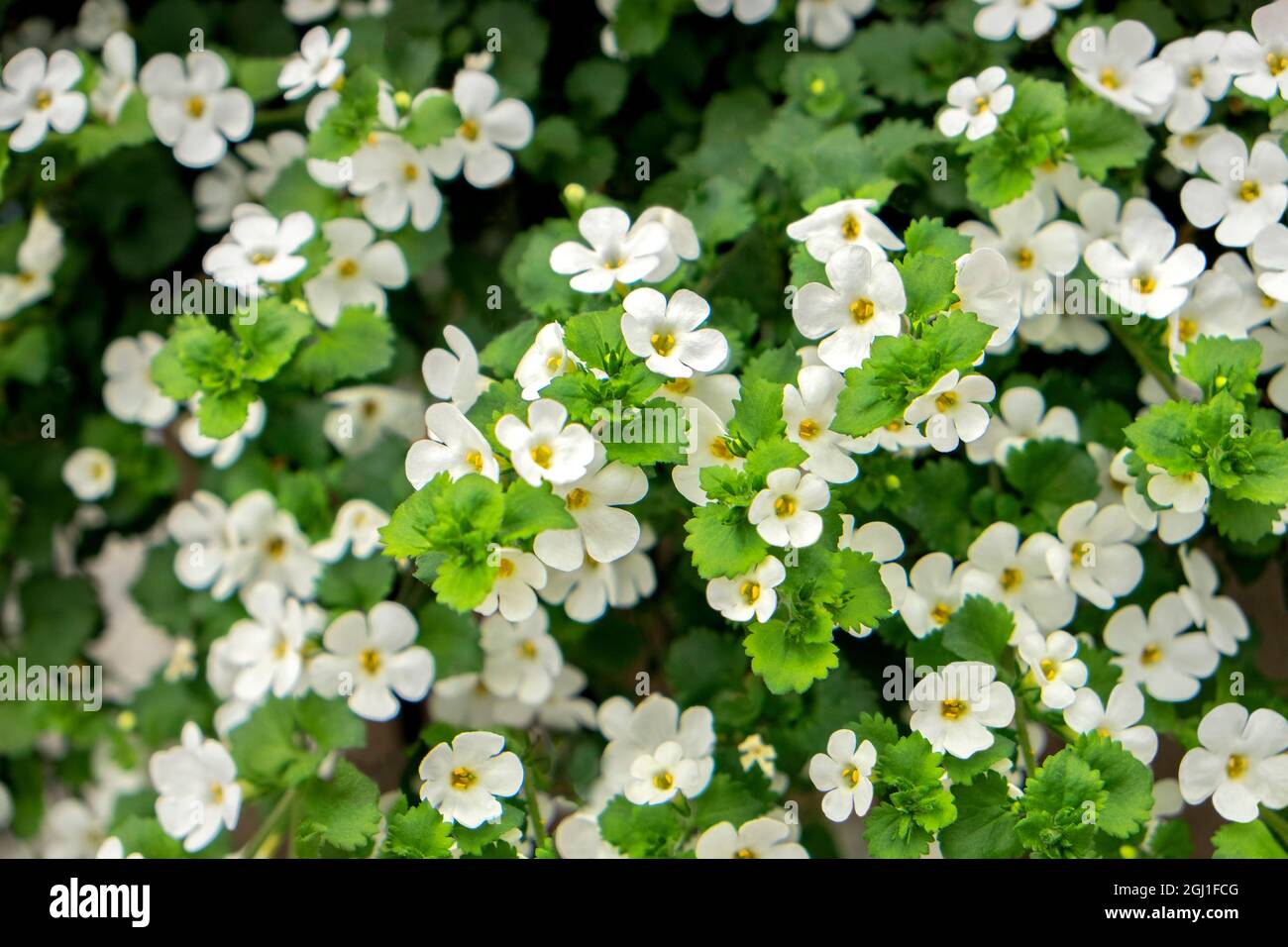 White bacopa hi-res stock photography and images - Alamy