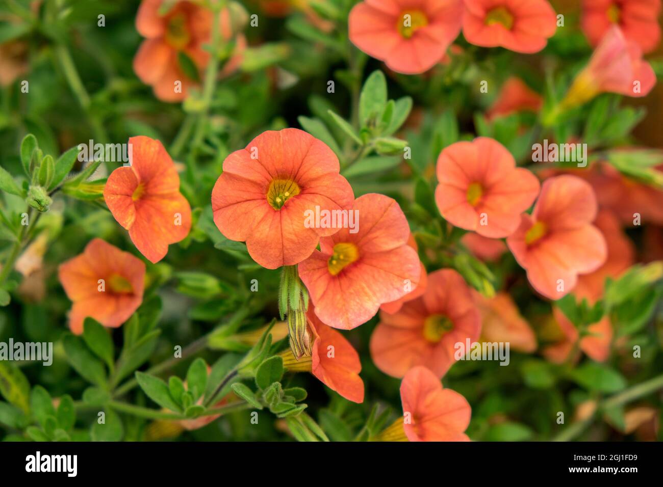 Million bells calibrachoa hi-res stock photography and images - Alamy