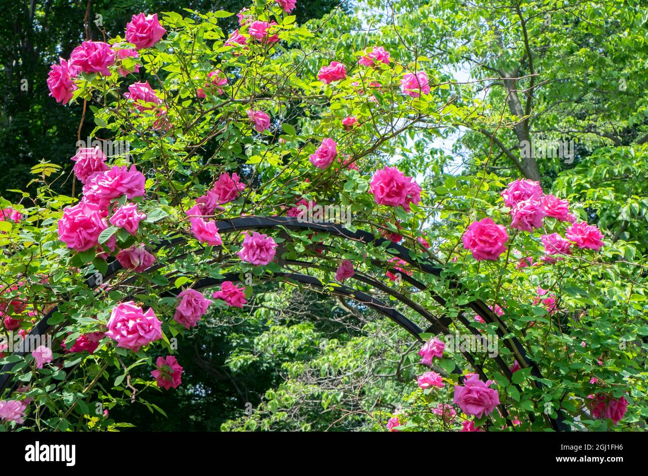 Pink rose arbor hi-res stock photography and images - Alamy