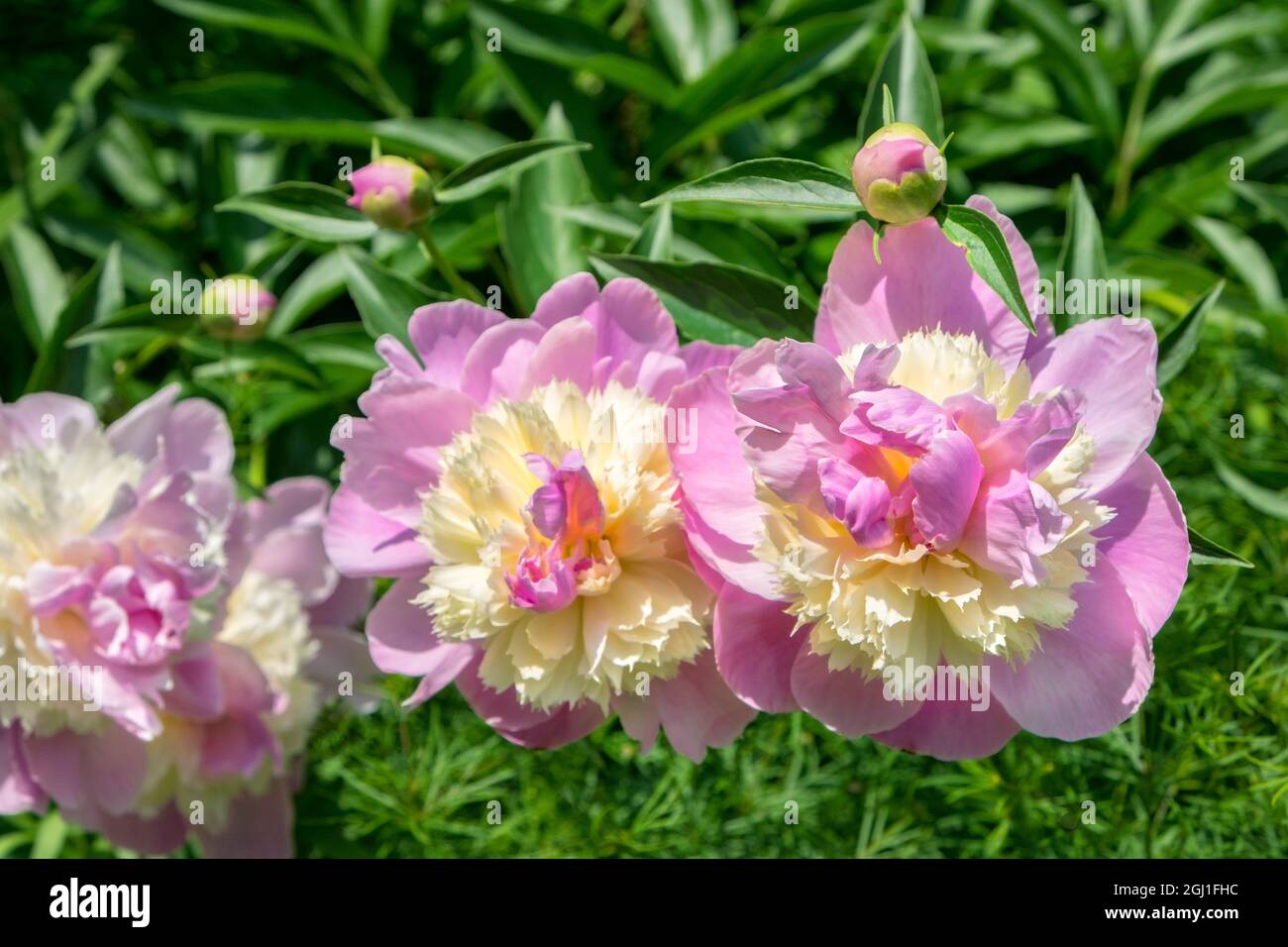 Pink and pale yellow Peony, USA Stock Photo - Alamy