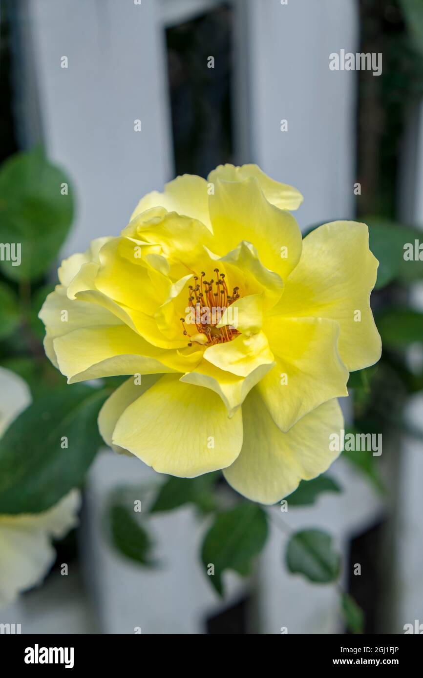 Yellow english rose hi-res stock photography and images - Alamy
