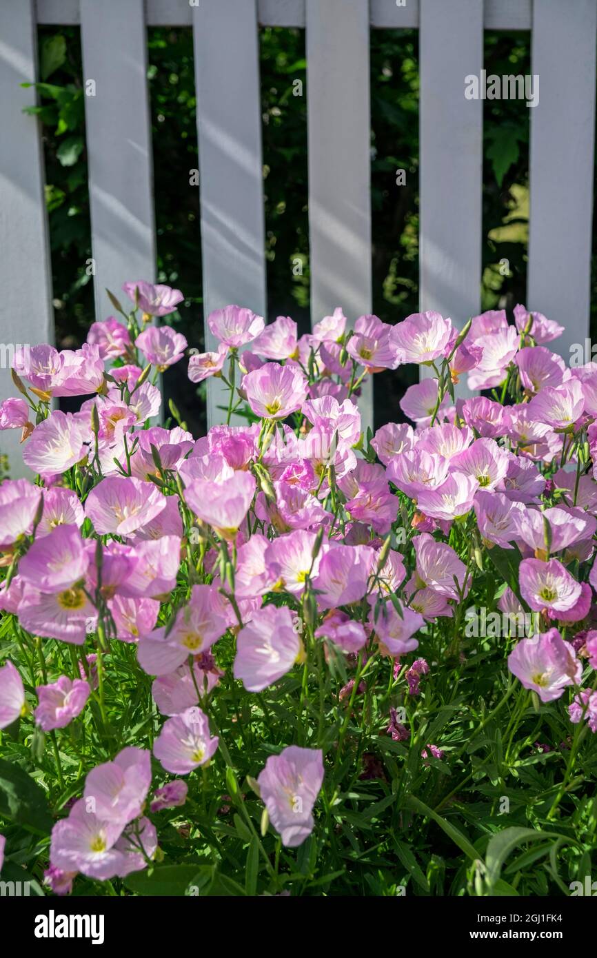 Pink evening primrose hi-res stock photography and images - Alamy