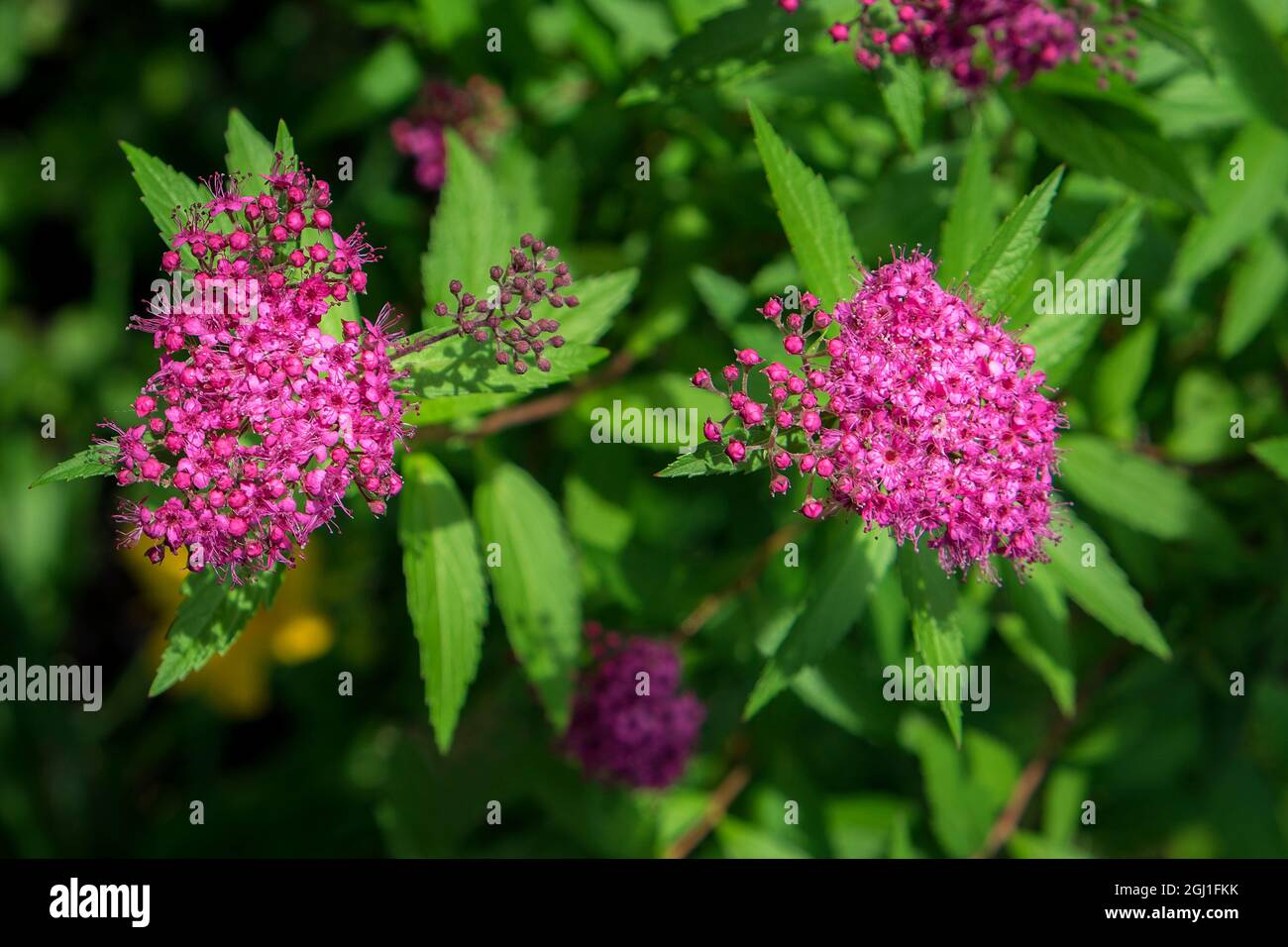 Pink spirea hi-res stock photography and images - Alamy