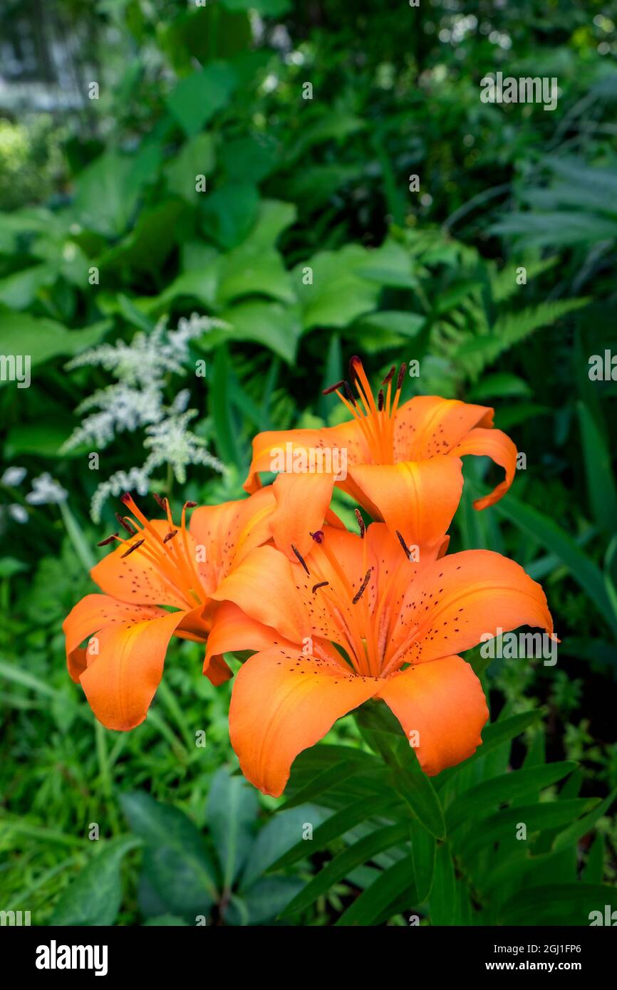 Orange tiger lily, USA Stock Photo - Alamy
