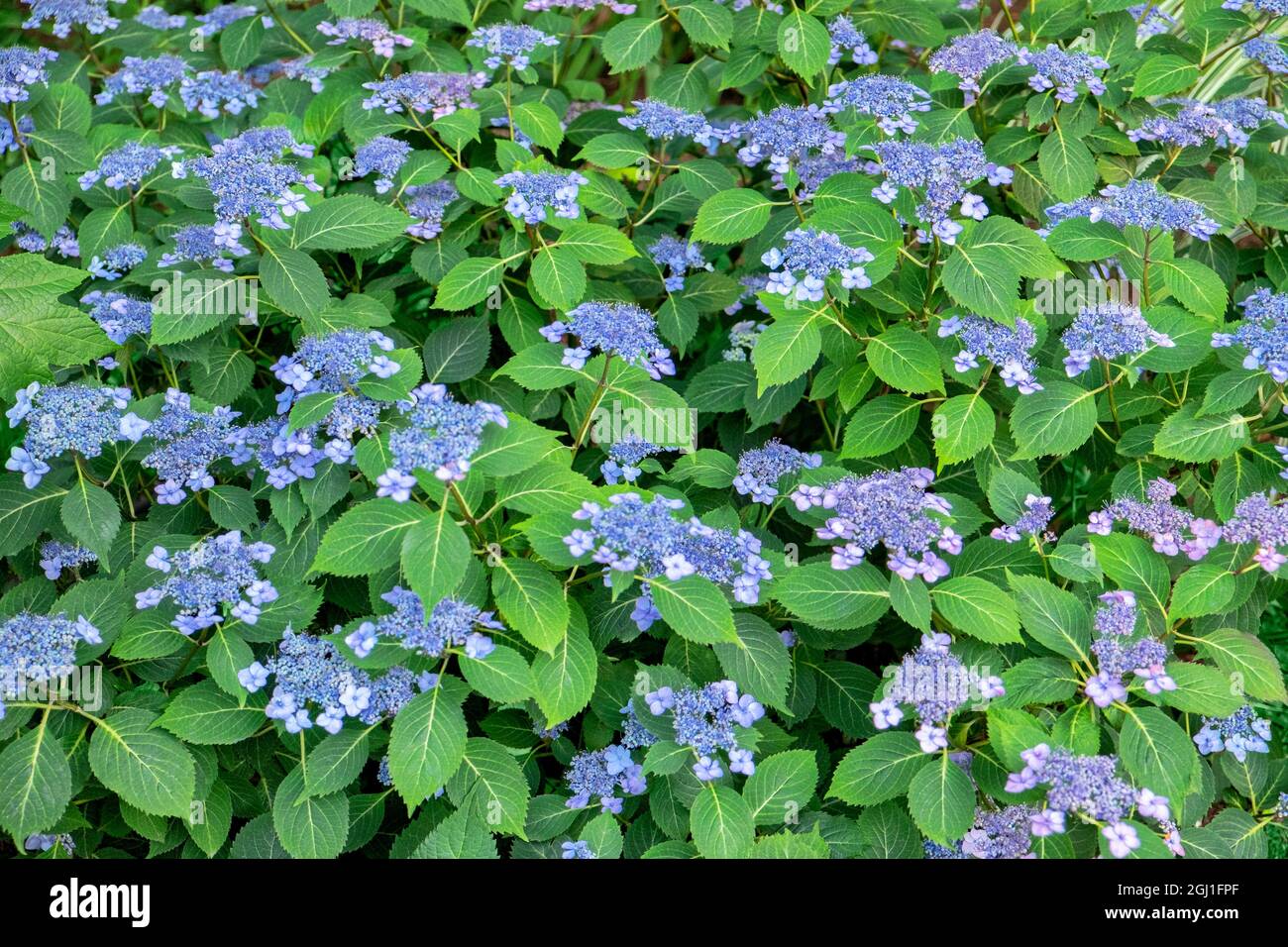 Blue lacecap hydrangea, USA Stock Photo - Alamy