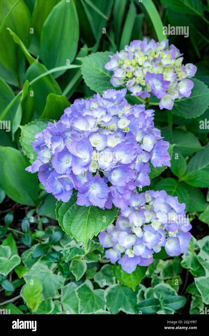 Purple mophead hydrangea hi-res stock photography and images - Alamy