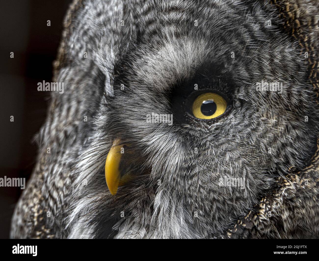 Great grey owl strix nebulosa bird of prey close up eyes portrait Stock ...