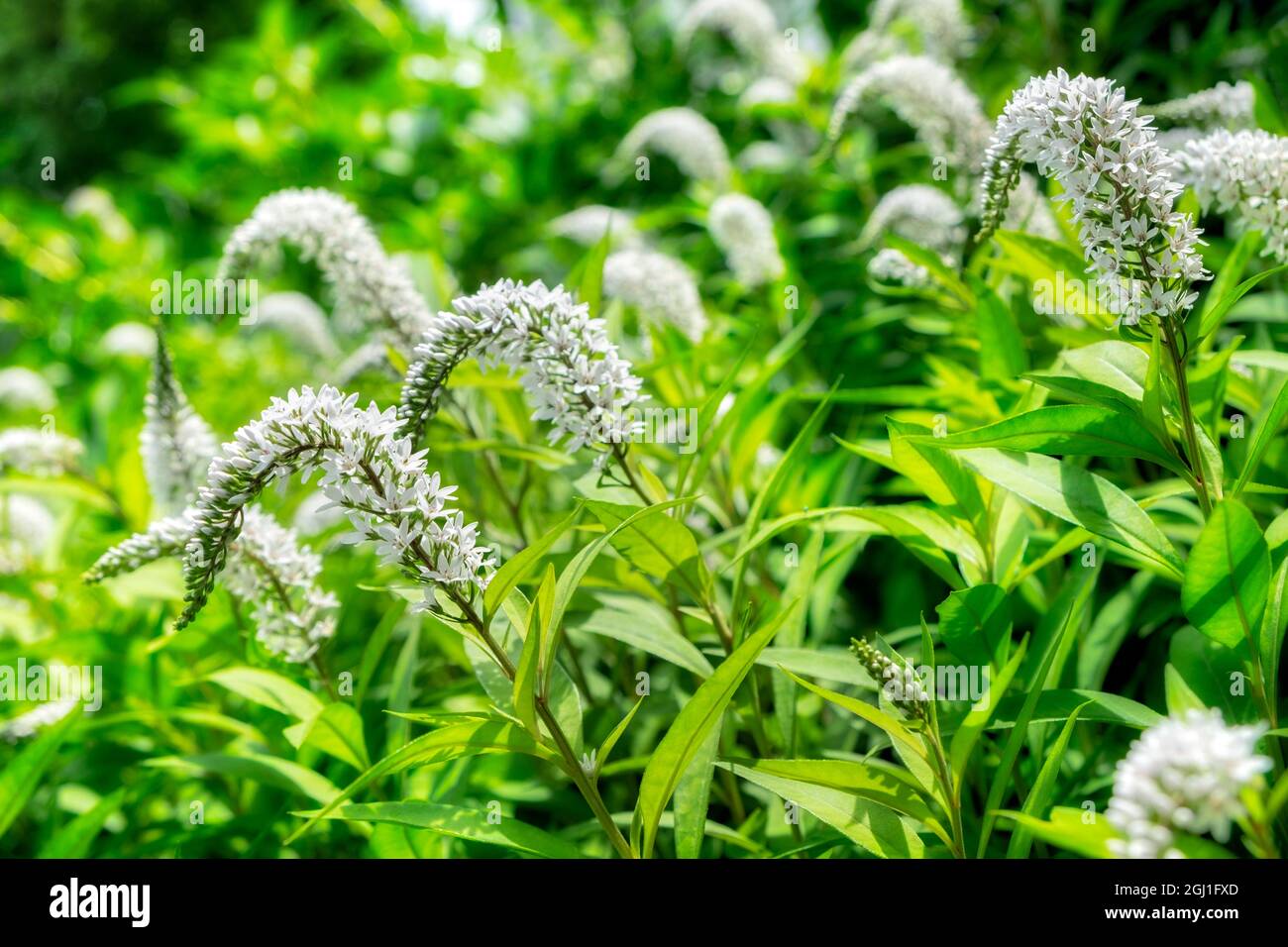 Gooseneck yellow loosestrife, USA Stock Photo - Alamy