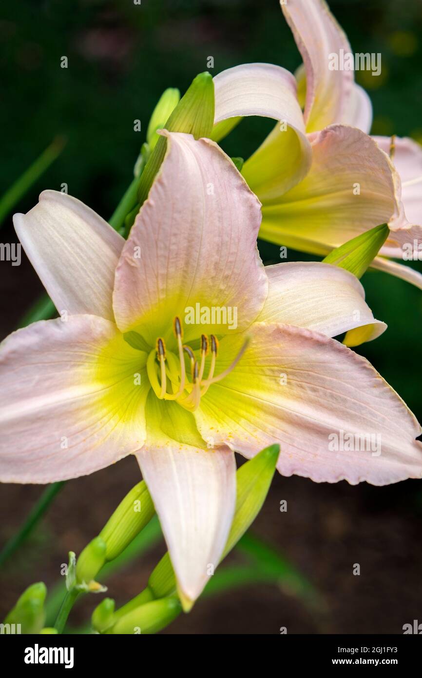 Peach daylily hi-res stock photography and images - Alamy