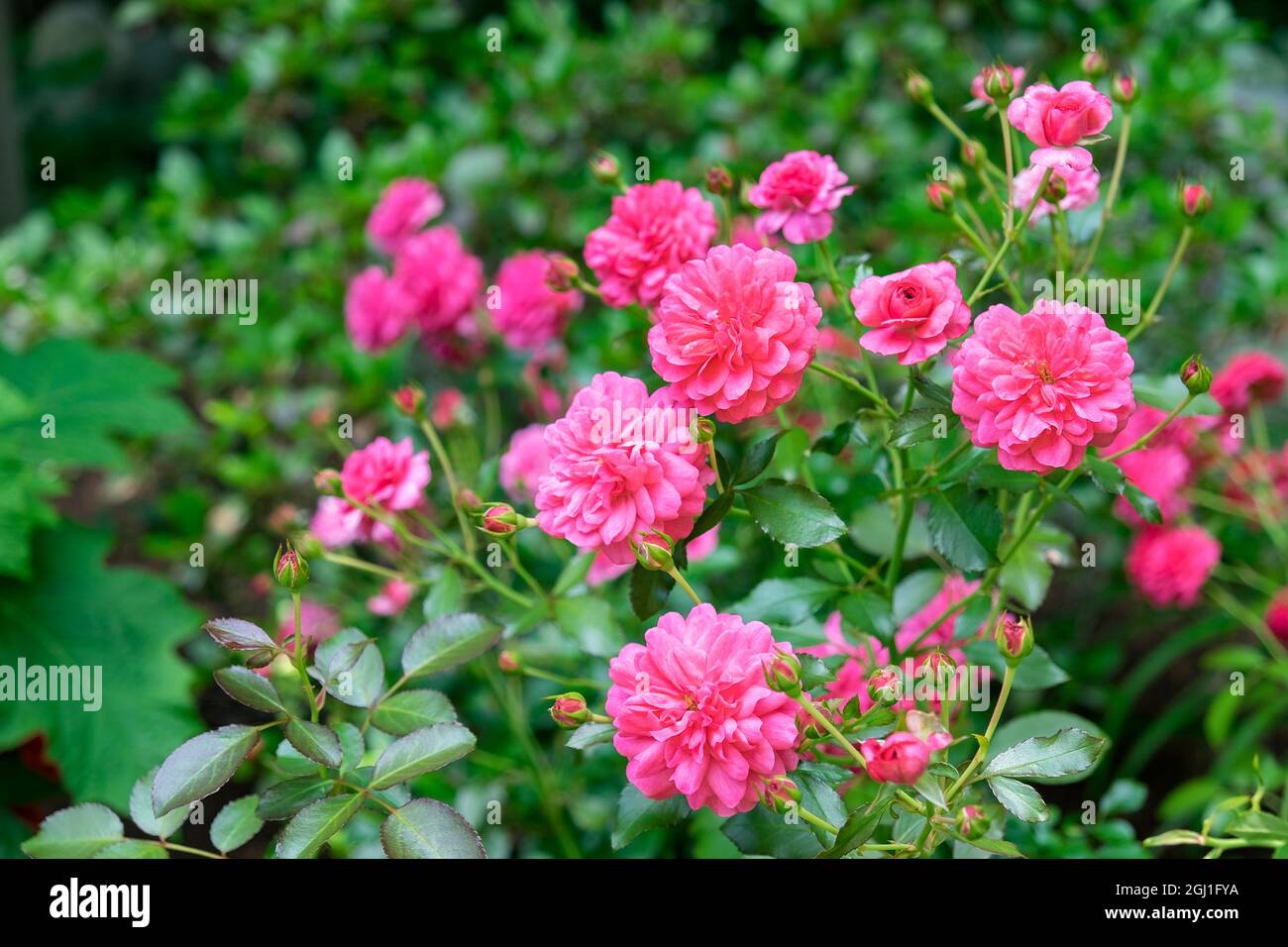 Pink ever-blooming rose bush, USA Stock Photo - Alamy