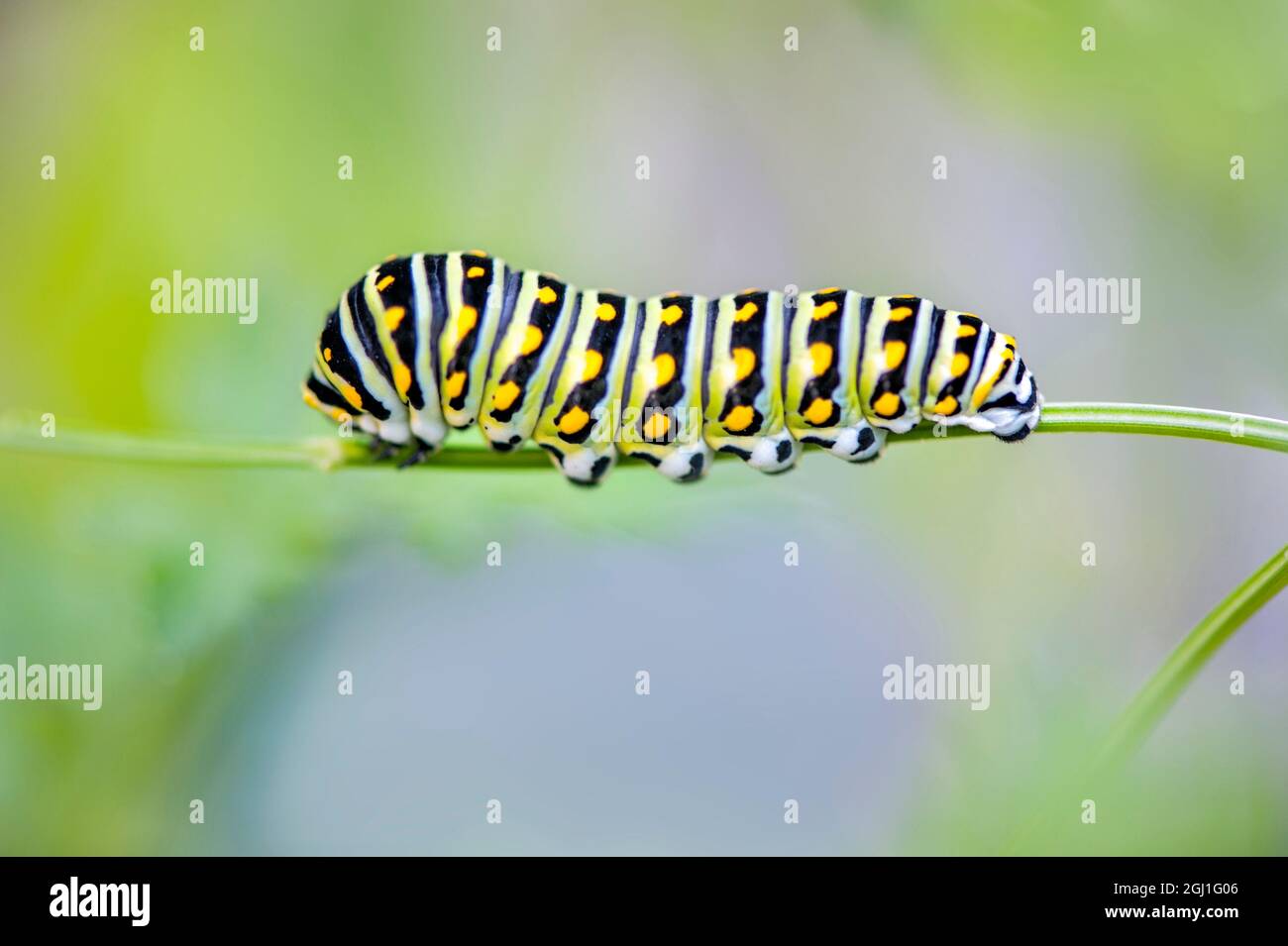 Black Swallowtail caterpillar, USA Stock Photo - Alamy